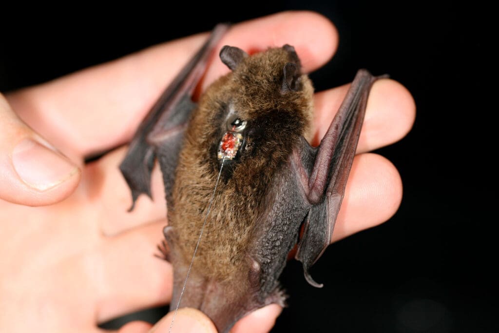 Radio-Telemetry and Movement Studies - Moonrise Ecological Services