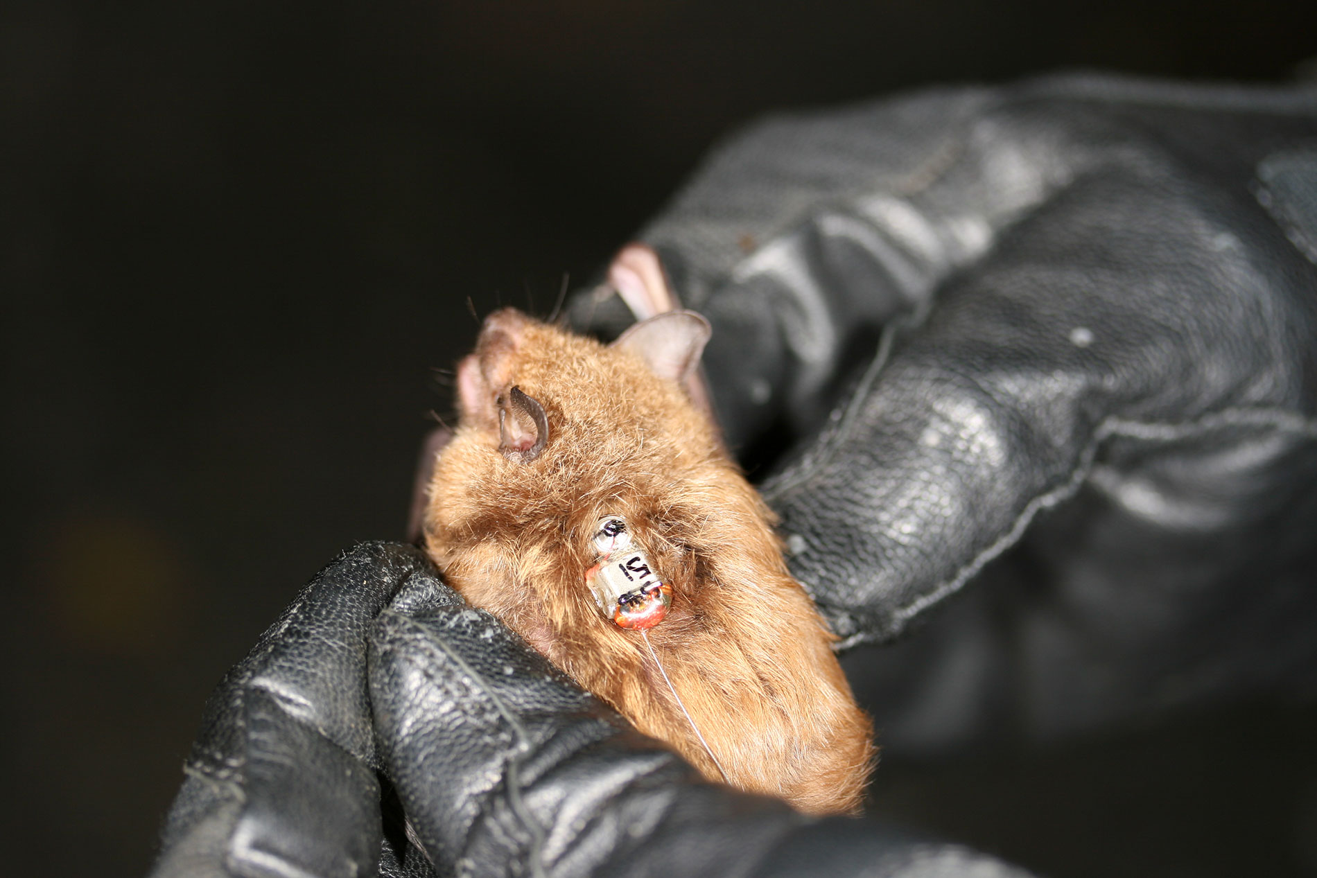 Portfolio - Moonrise Ecological Services